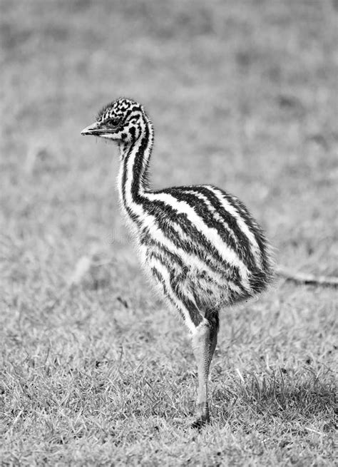 Young Emu Flightless Ratite Stock Image Image Of Cute Young 336550623
