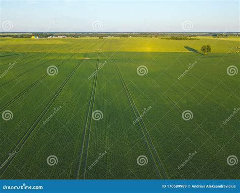 Agriculture Fields In Lithuania Stock Image Image Of Food Crop 170589989