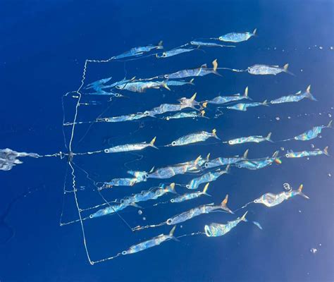 Small Rigged Double Tier Single Drop Dredge Small Teasers Ots Lures