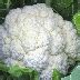 Капуста цветная Парижанка: особенности и характеристики сорта ...