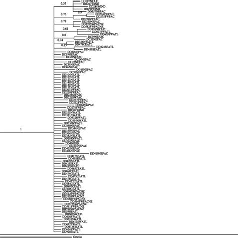 Bayesian Phylogenetic Tree Generated In Mrbayes From Five Concatenated