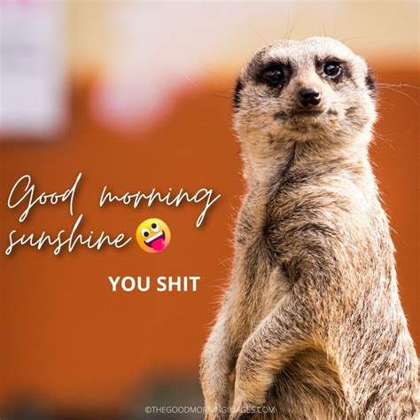Good Morning Sunshine Meme