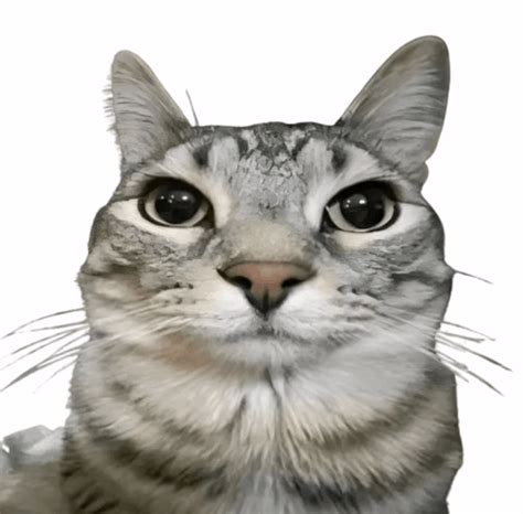 Kot Sticker Kot Ищите  файлы и обменивайтесь ими
