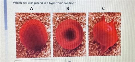 Solved Which Cell Was Placed In A Hypertonic Solution A B C