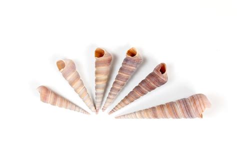 Premium Photo Sea Shell Variety