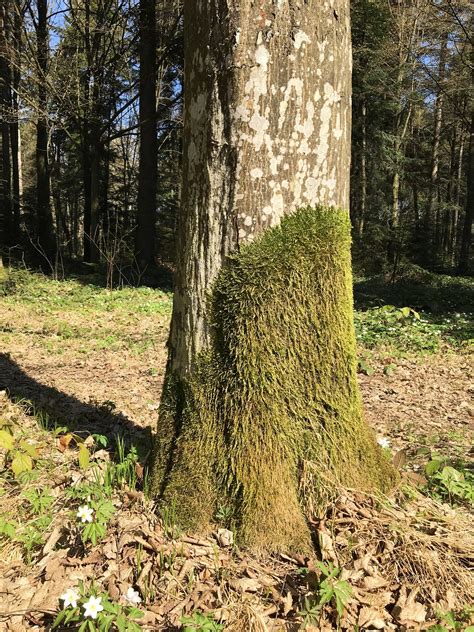 Moss Tree Forest Free Photo On Pixabay Pixabay