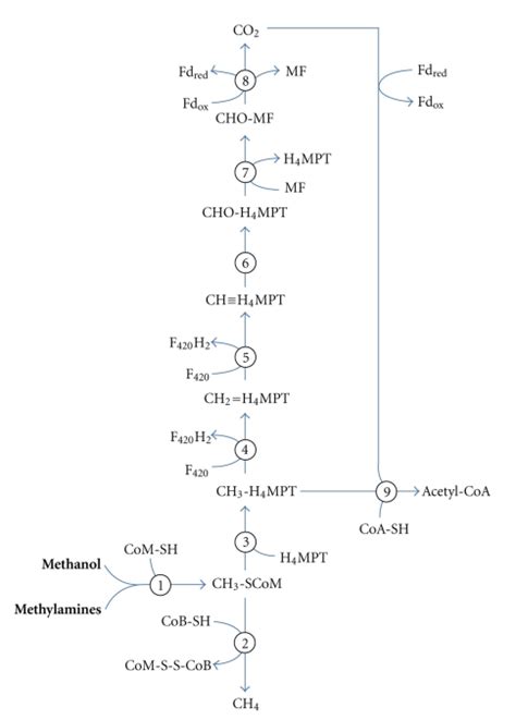 Proposed Pathway Of Methanogenesis In Mhp Mahii Numbers In Circles