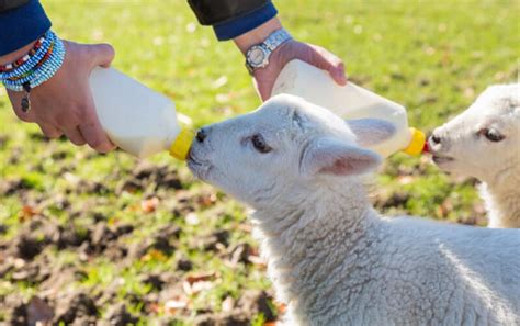 All You Should Know About Bottle Feeding Lambs