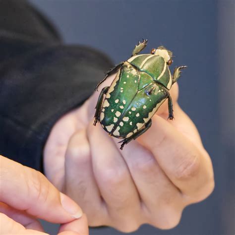 Entomology And Wildlife Ecology College Of Agriculture And Natural