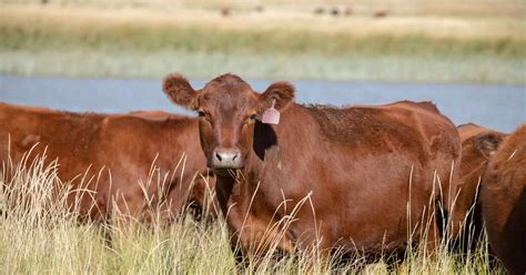 Benefits Of Estrus Synchronization And Artificial Insemination Cowcalf Corner