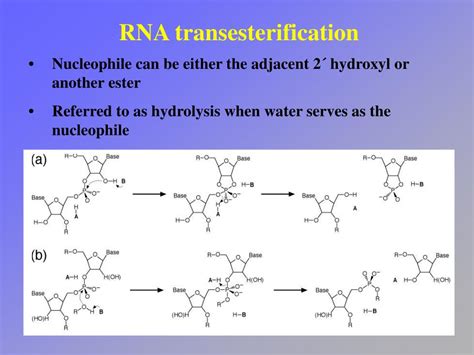 Ppt Rna Catalysis Powerpoint Presentation Free Download Id2683746