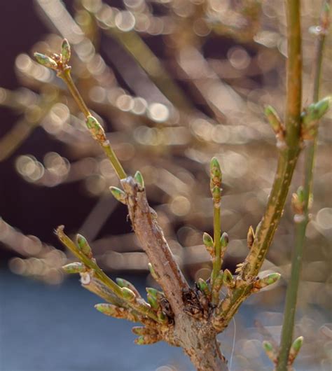 Premium Photo A Tree With Small Buds On It