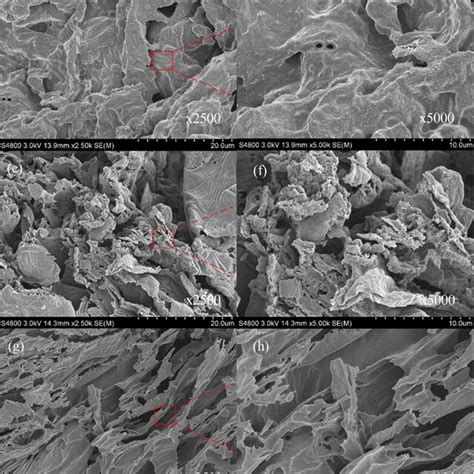 Sem Micrographs Of A B Ppa C D Ppb E F Npp G H Hpp And Download Scientific