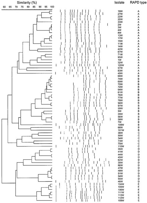 upgma dendrogram of rapd patterns of nthi isolates characteristics of