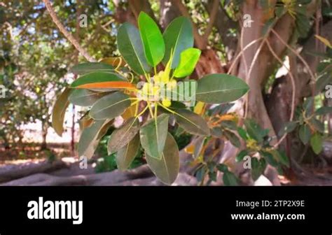 Giant Ficus Tree Macrophylla Stock Videos And Footage Hd And 4k Video