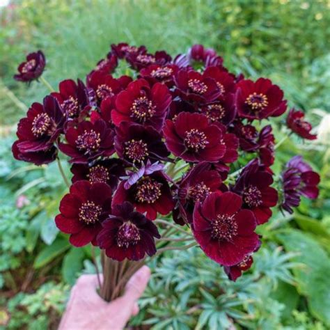 Chocolate Cosmos Flower Artofit
