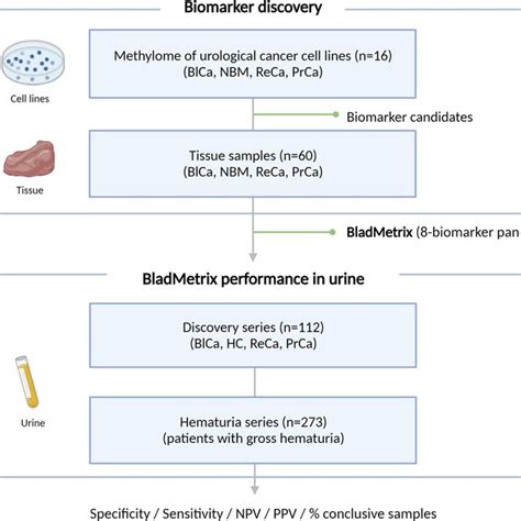 The Overall Strategy For Biomarker Discovery And Evaluation Of The Download Scientific Diagram