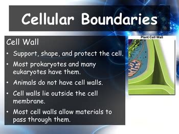 Biology Chapter Cell Structure Powerpoint And Guided Notes
