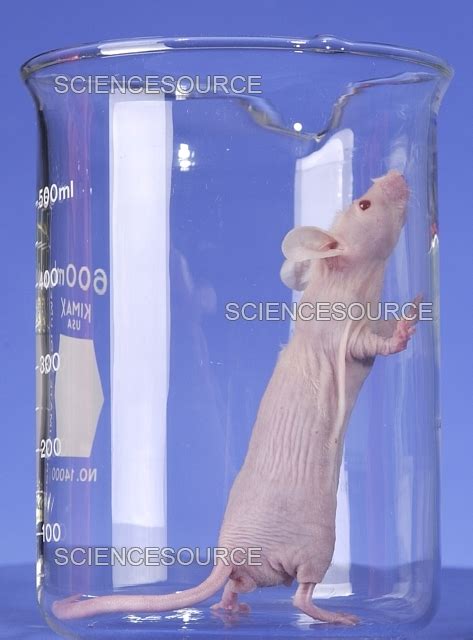 Nude Mouse Stock Image Science Source Images