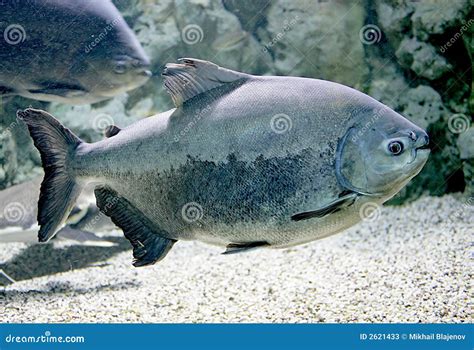 Pacu Fish 1 Stock Image Image Of Poikilotherm Lips Portrait 2621433