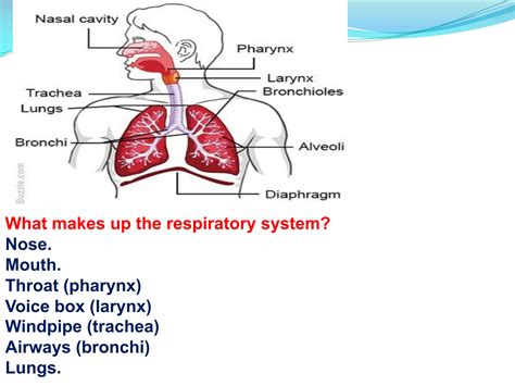 Class 7 Science Respiration In Organismspdf