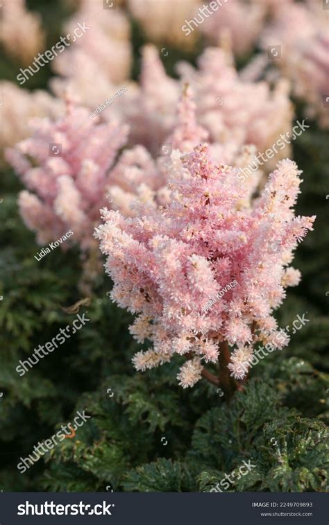 86 Liliput Flower Images, Stock Photos & Vectors | Shutterstock