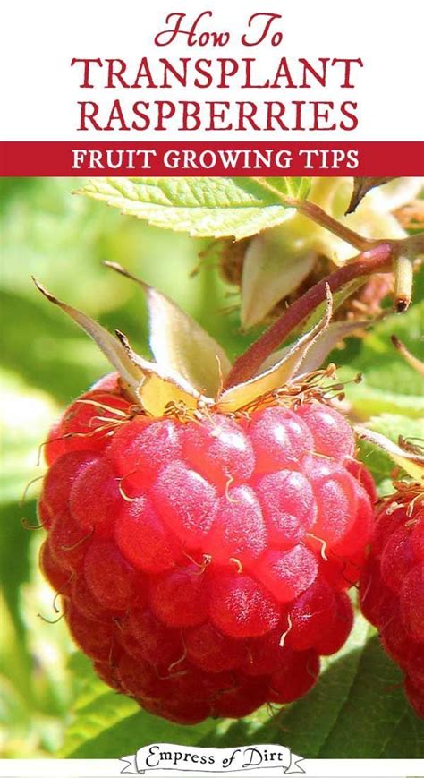 How To Transplant Raspberry Bushes Artofit