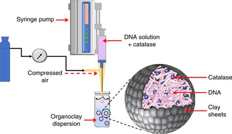 Band Of 225 Dna And Clay Sub Millimeter Protocells Can Float A Dialysis Bag