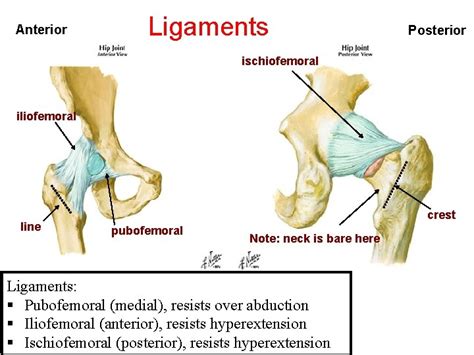 Objectives Know The Type And Formation Of Hip