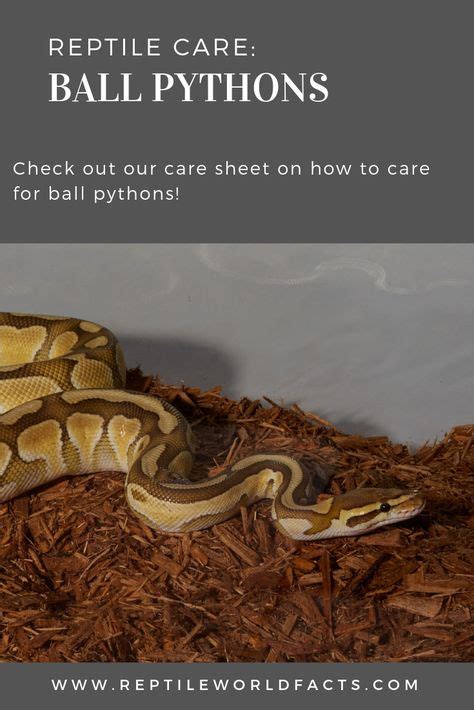 How To Care For A Ball Python