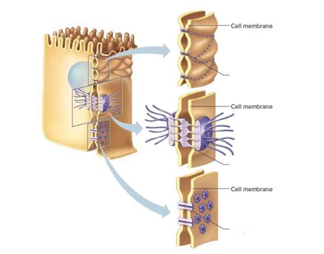 Intercellular Junctions Quiz