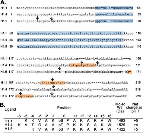 Peptide Sequences Used In This Study A Sequence Alignment Of Peptide Sequences Used In This Study A Sequence Alignment Of
