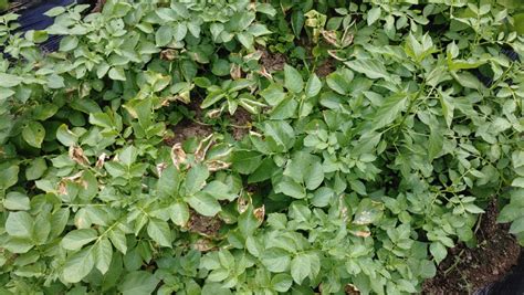 감자 재배 심는시기 수확시기 감자키우기 방법 씨감자 심기 감자잎 순치기 꽃따기 추비 네이버 블로그