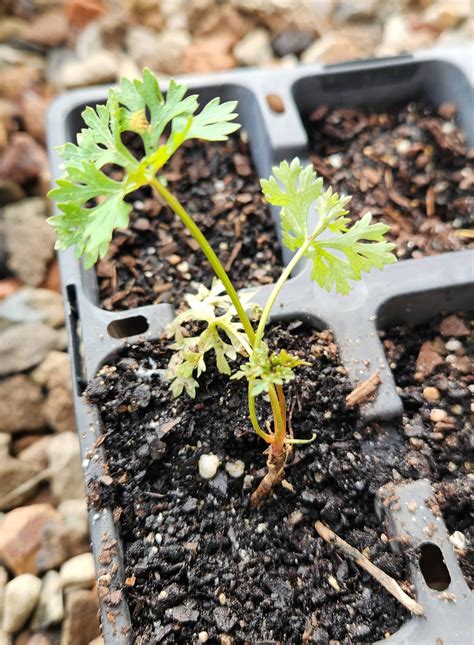 Has Anyone Else Grown Native Parsnip I Want This To Eventually Go To Seed To Make More R Has Anyone Else Grown Native Parsnip I Want This To Eventually Go To Seed To Make More R