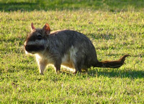 Plains Viscacha Wild Expedition