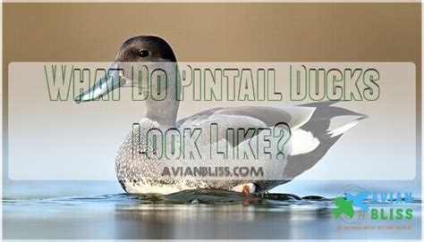 What Is A Bull Sprig The Amazing Pintail Duck Facts Revealed