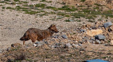 Mitigation Of Bird Collision Kab Ecology