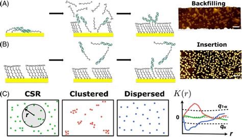 Surface Immobilization Of Dna Probe Molecules Thiolated Dna Monolayers