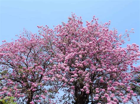 15 Pink Flowering Trees Landscapers Recommend Planning Now For Spring