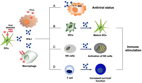 Protective Versus Pathogenic Type I Interferon Responses During Virus