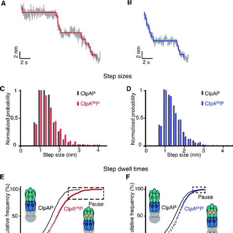 Diverse Functions Of The Mitochondrial Aaa Proteases Cartoon Showing