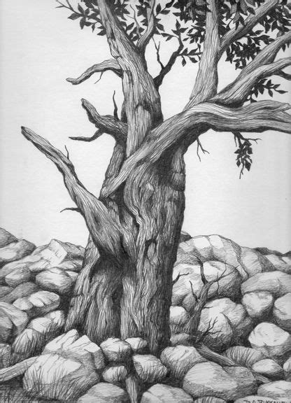 Twisted Tree Tree Drawing Silverpoint Forest Drawing