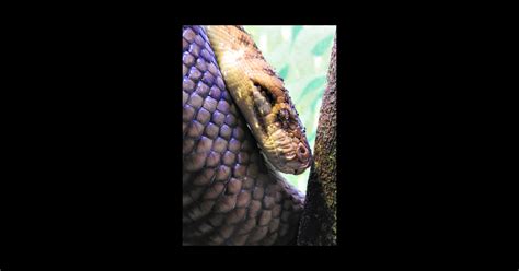 Amethystine Python Amethystine Python Sticker Teepublic