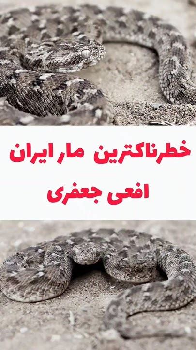 خطرناکترین مار ایران افعی جعفری Scorpion Viper Snake Shorts