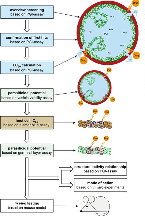 Echinococcus Multilocularis Infection Semantic Scholar