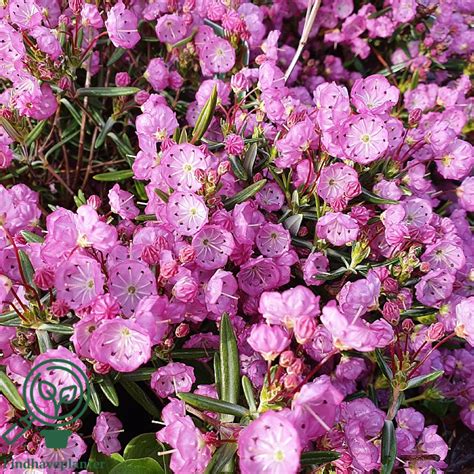 Kalmia Polifolia ‘newfoundland Find Haveplanter