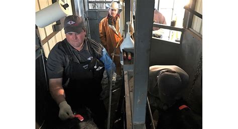 Three Keys For Successful Beef Cattle AI Morning Ag Clips