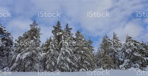밝은 겨울날 눈 덮인 소나무 숲 빈터 아름다운 자연 계절 배경 0명에 대한 스톡 사진 및 기타 이미지 0명 겨울 계절 Istock