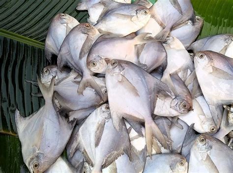 Pomfret Fish At ₹ 550kg Fresh Fish In Nebadhai Duttapukur Id