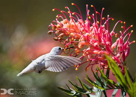 Leucistic Annas Hummingbird Shutterbug